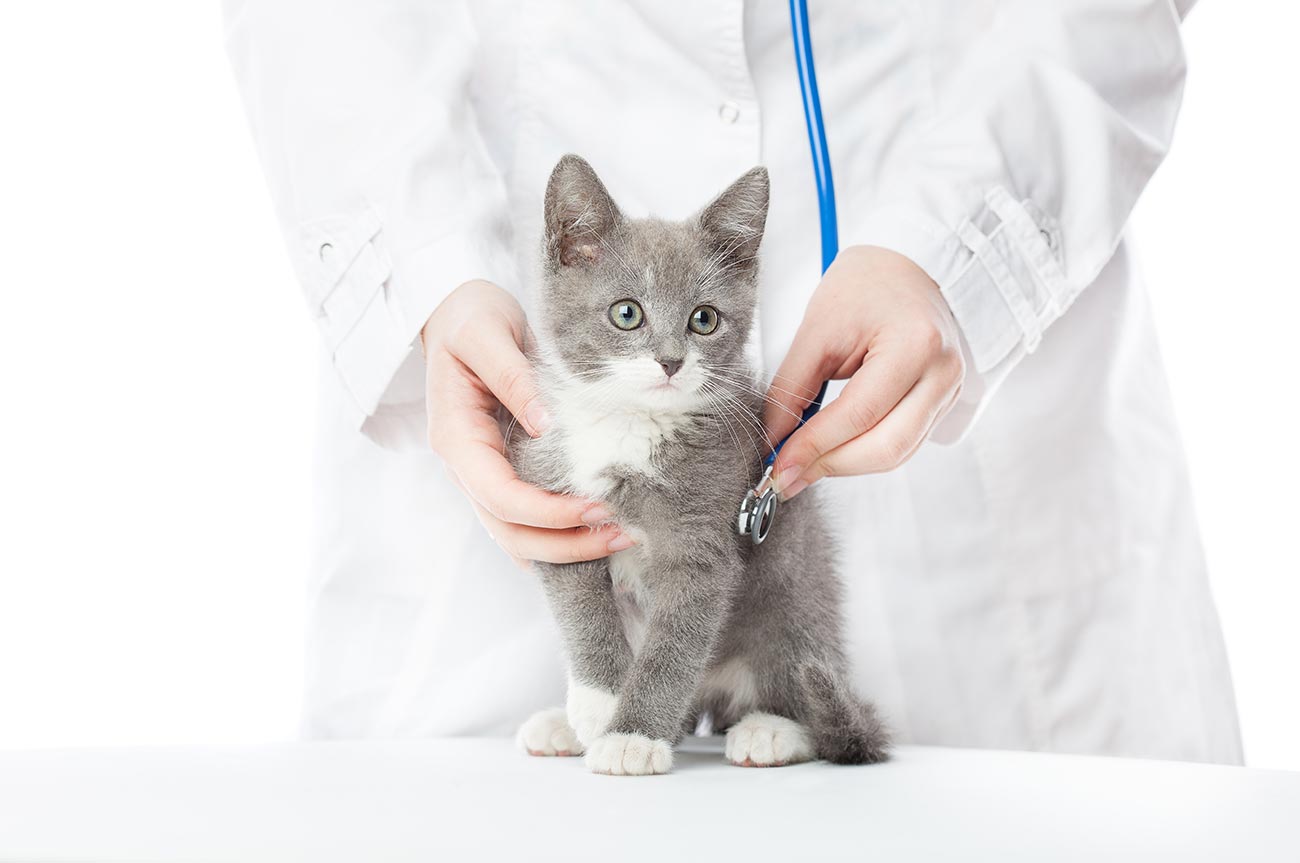 Pets Nutrition Basics – Sydney Endocrine Associates